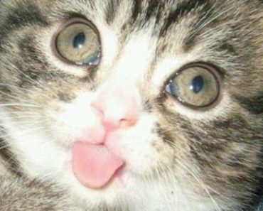 20 Devious Animals Who Are Plotting Something Evil - Page 20 of 20 ...