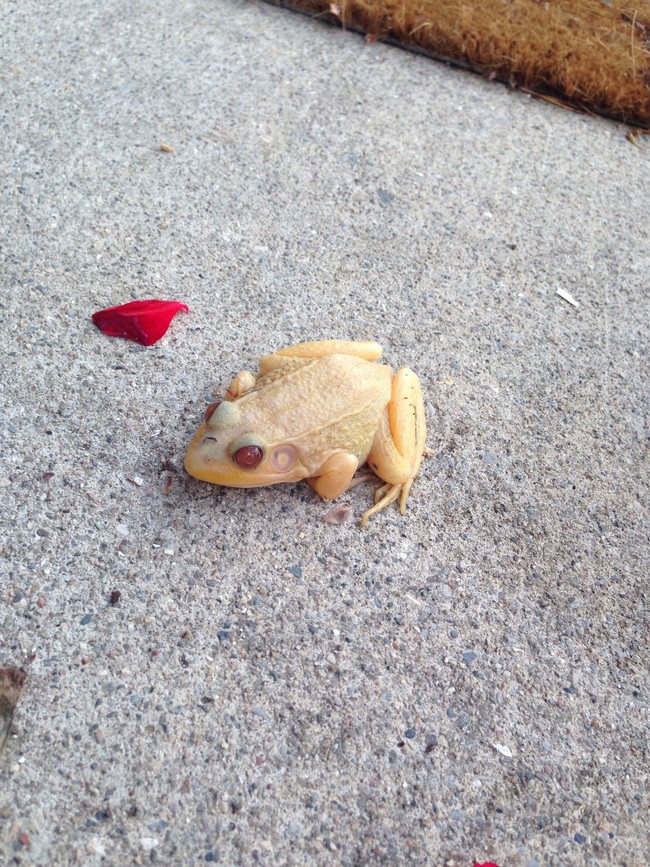 22 Rare Genetically Abnormal Animals That Are Going To Surprise You ...