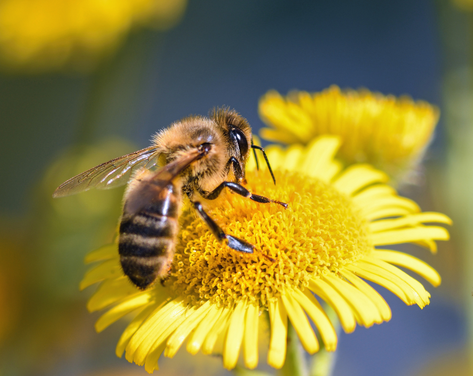 Why Do Bees Die After Stinging? - LogicGoat